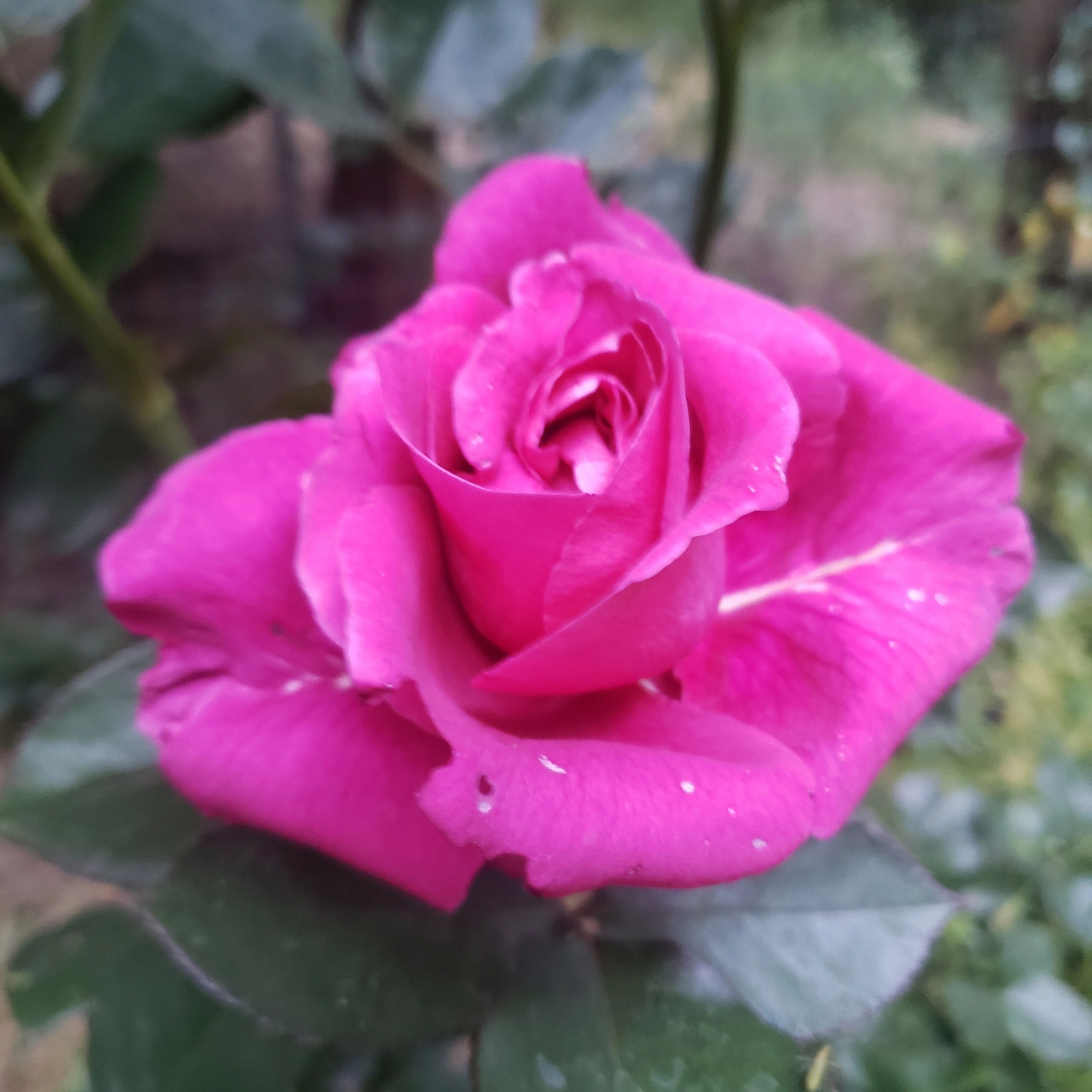 Rose of Venus - *Divination * Counseling * Education* - Astrology ...