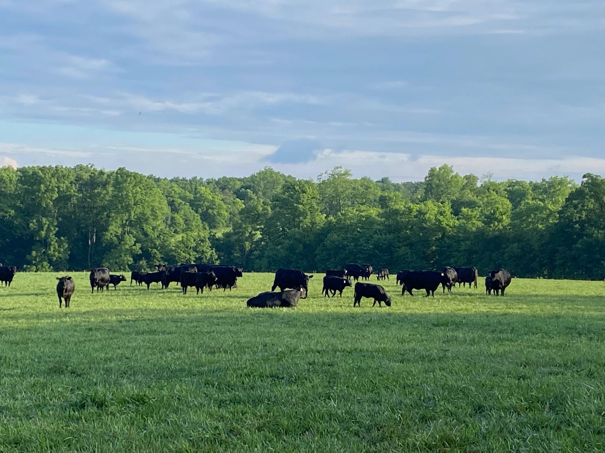 Our Story: Raising Wye Angus Cattle Since 1970