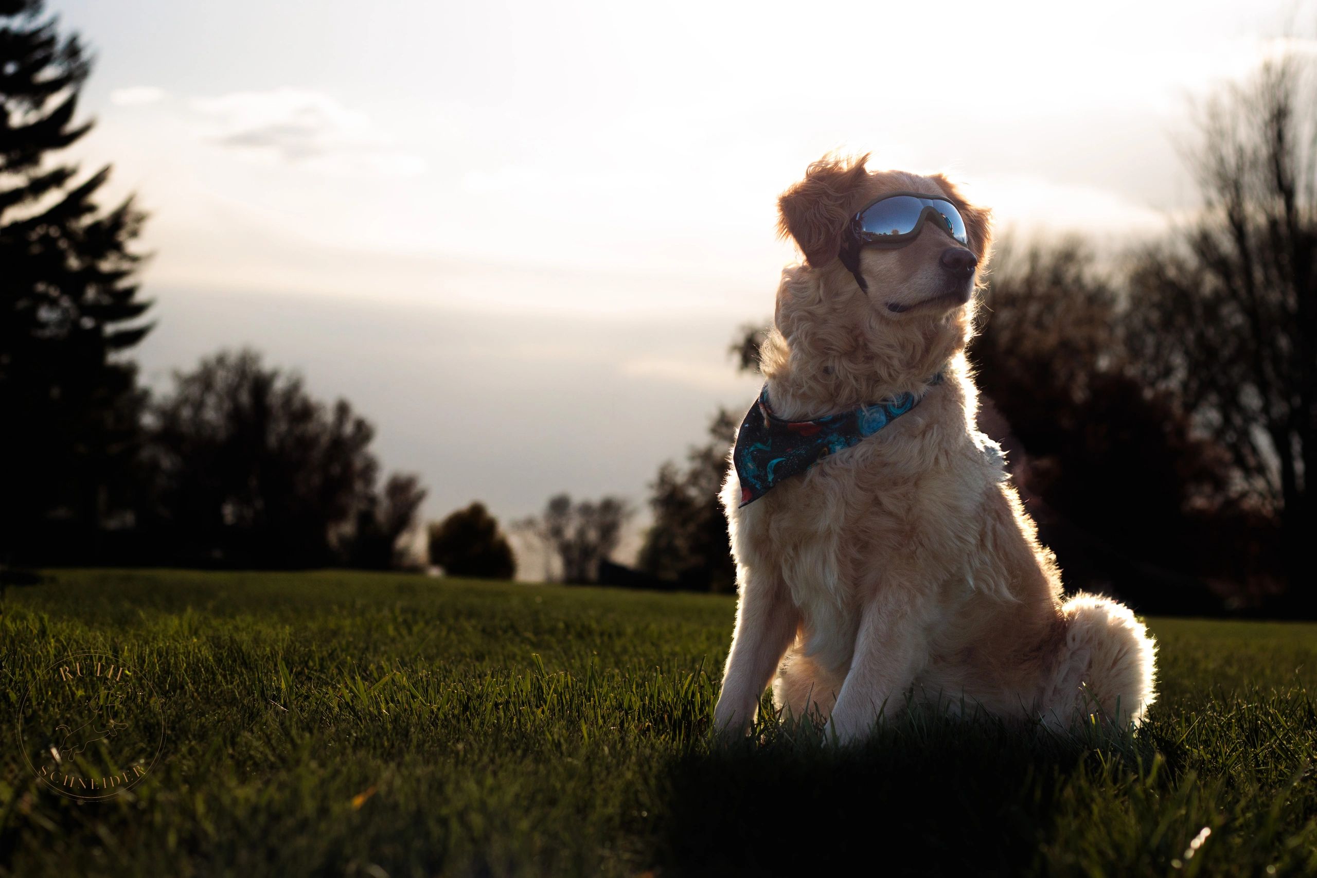 Ruth Schneider Portfolio