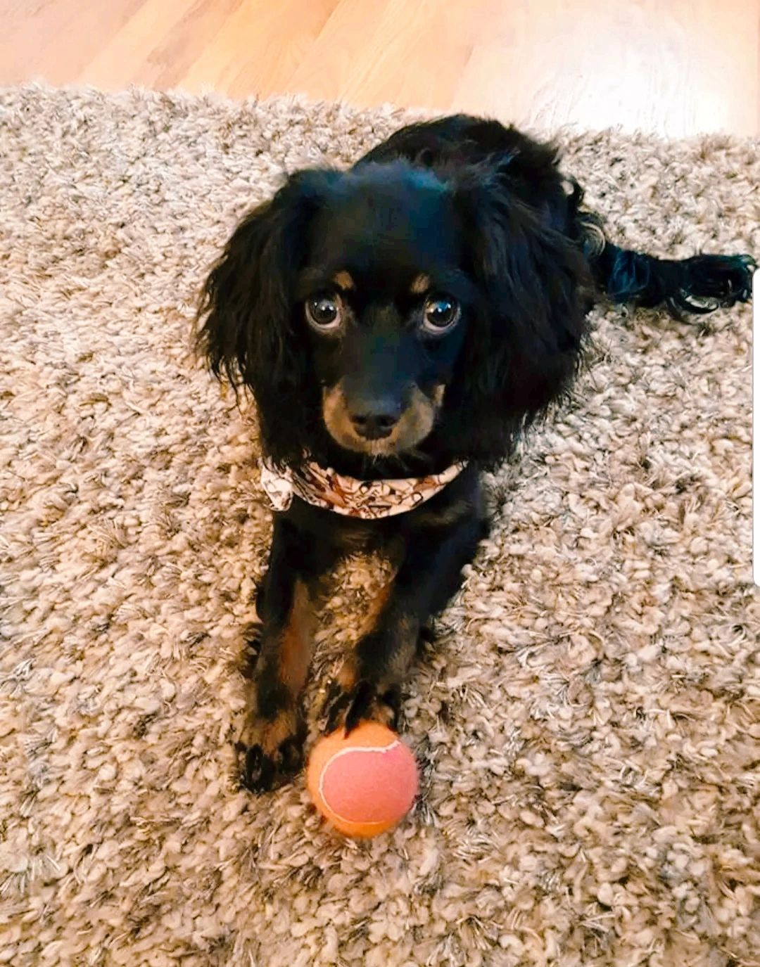 Five Star References | Lisa's Pet and Place