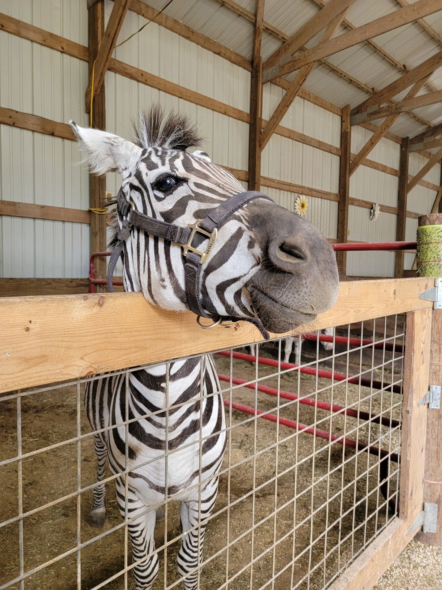 Havens Petting Farm