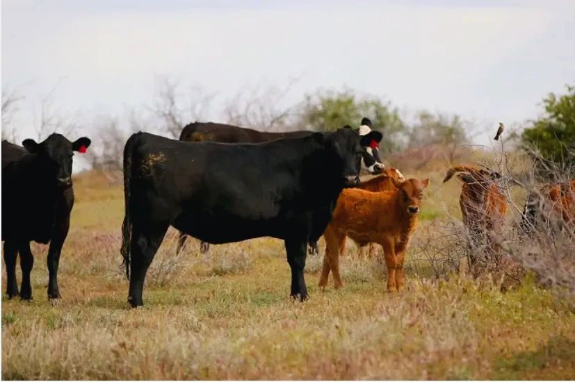Arlington Cattle Co. - Beef - Buckeye, Arizona
