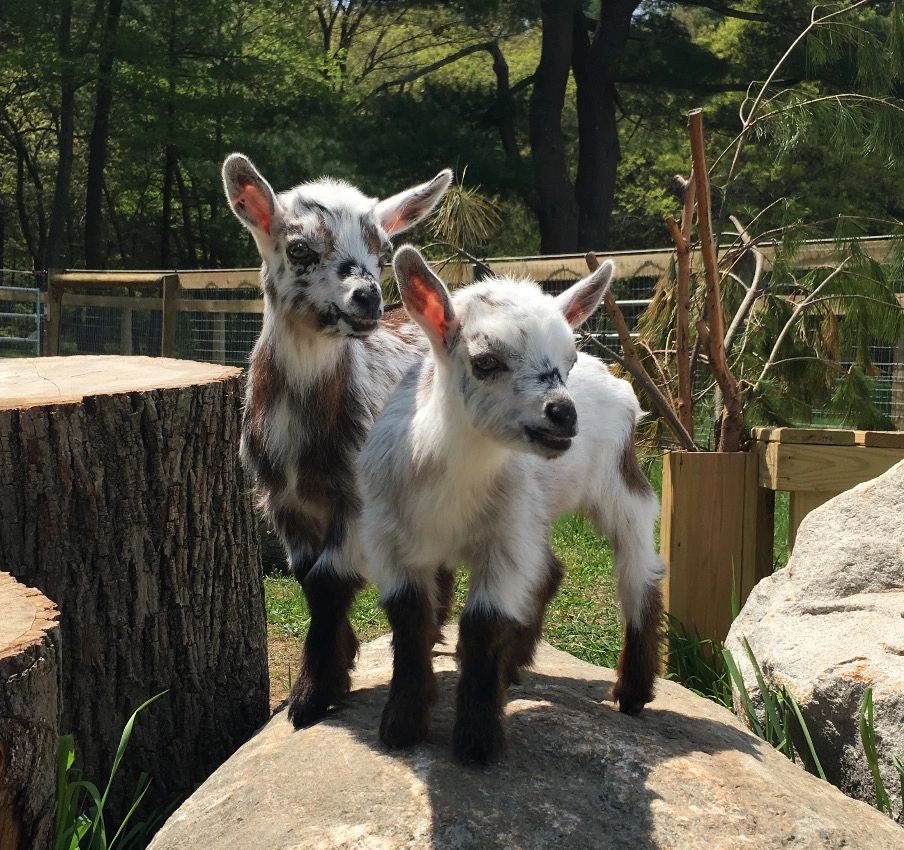 Meet The Goats