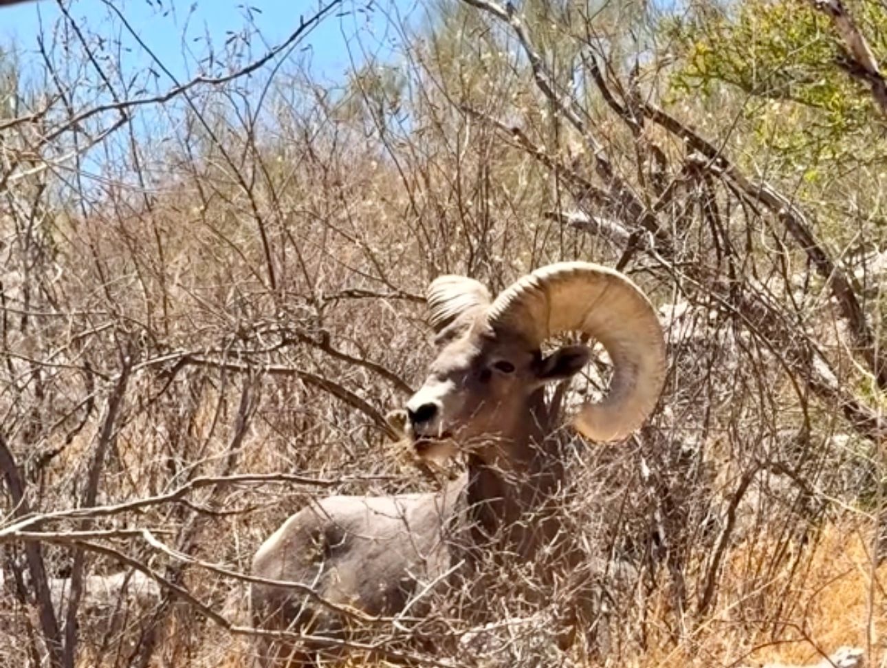 Sonora Desert Hunts | Trophy Mule Deer, Coues & Desert Bighorn Sheep ...