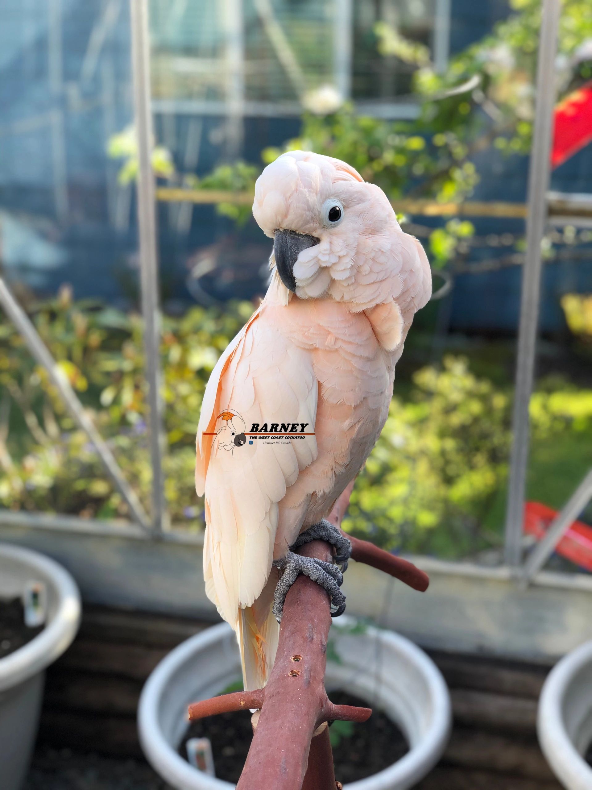 Barney the West Coast Cockatoo