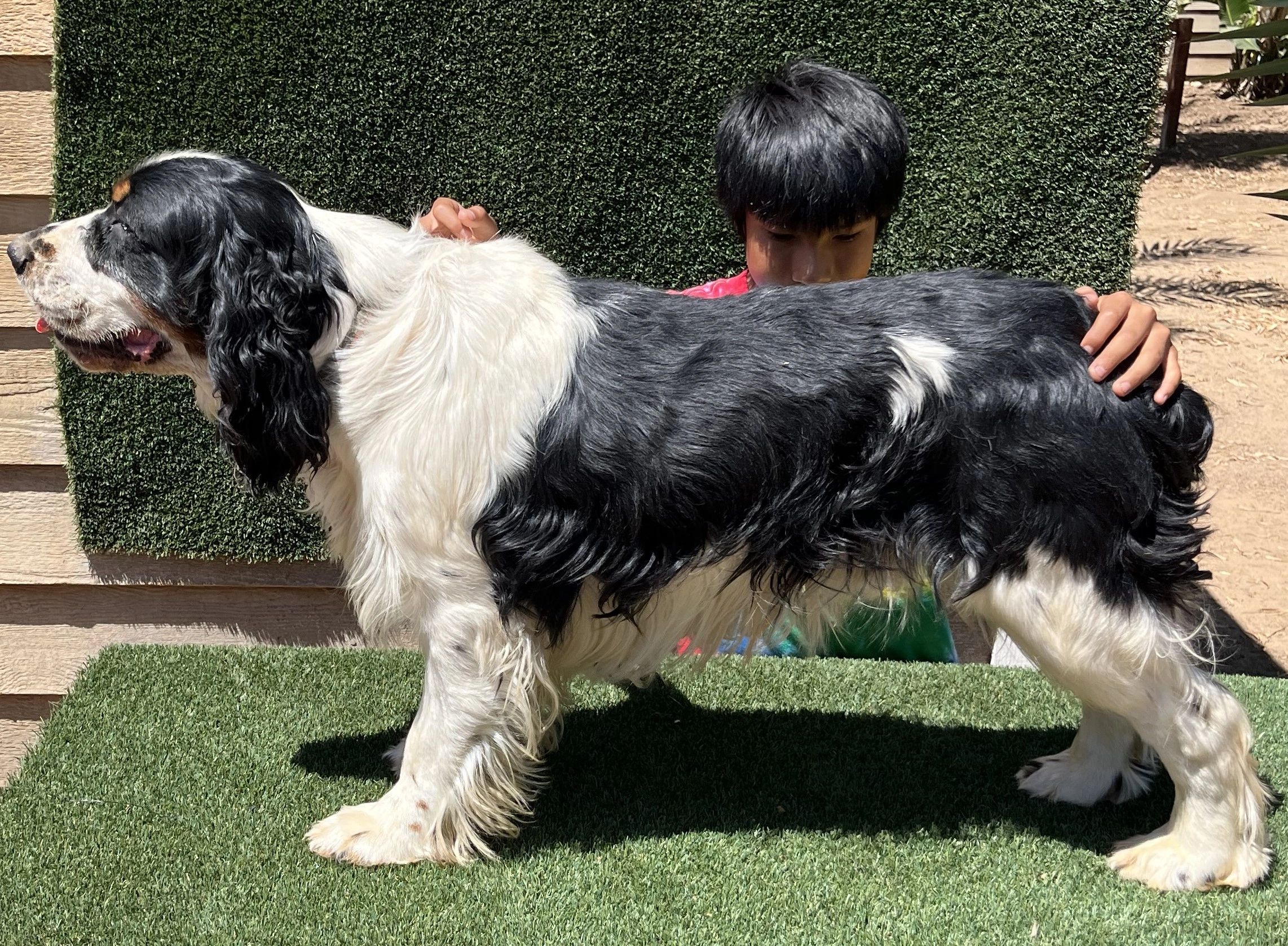 Tri Colored English Springer Spaniel Puppies