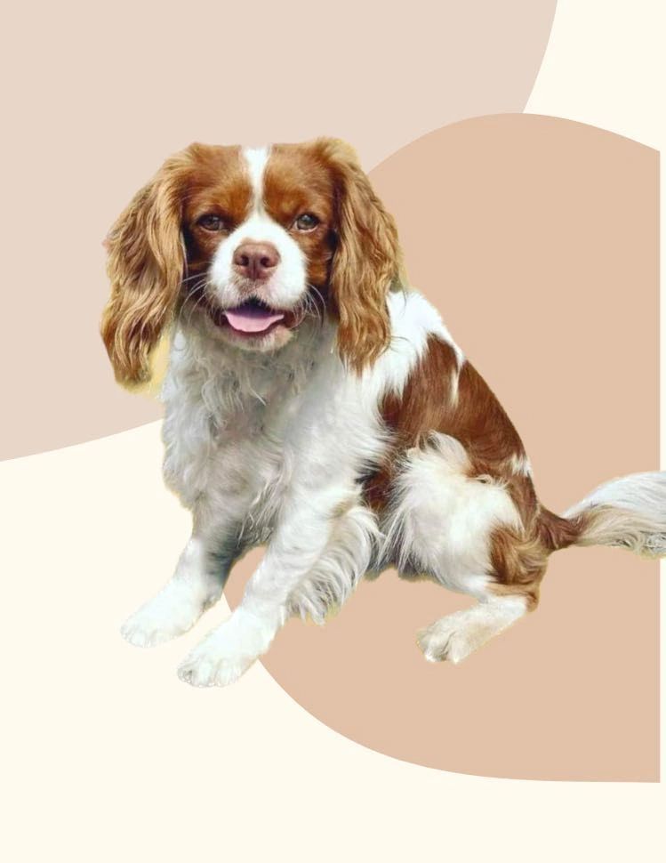 Cavalier King Charles Spaniel - California Cavalier Company