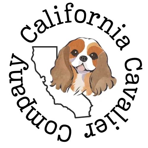 Cavalier King Charles Spaniel - California Cavalier Company