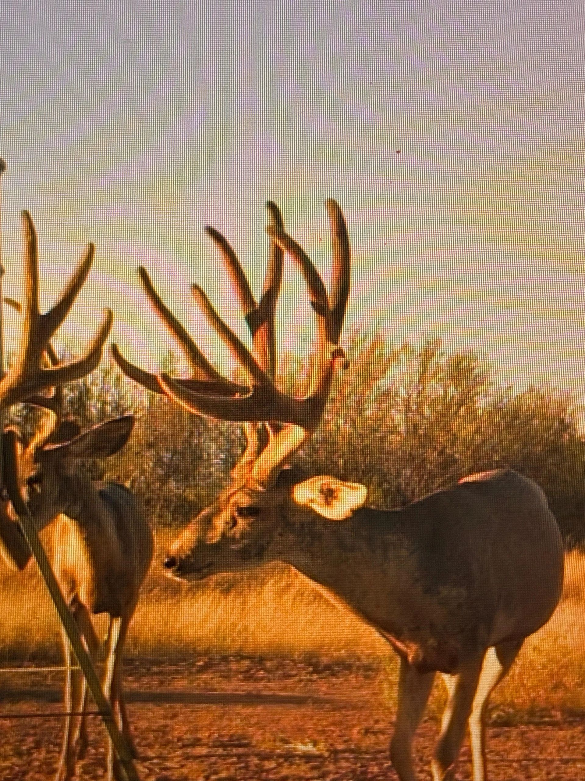 Sonora Mule Deer Season Is Almost Here — The Countdown Has Begun best ...