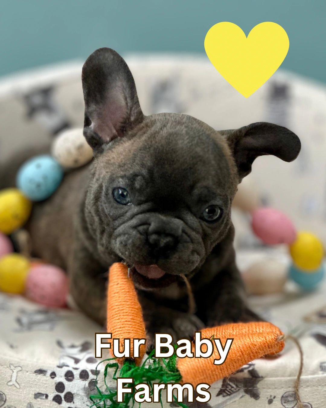 Our Dams | Fur Baby Farms