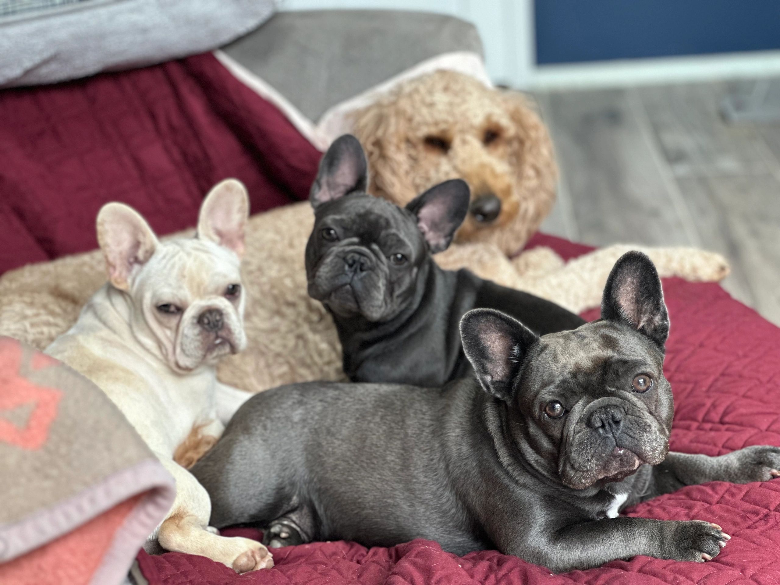 Fur Baby Farms