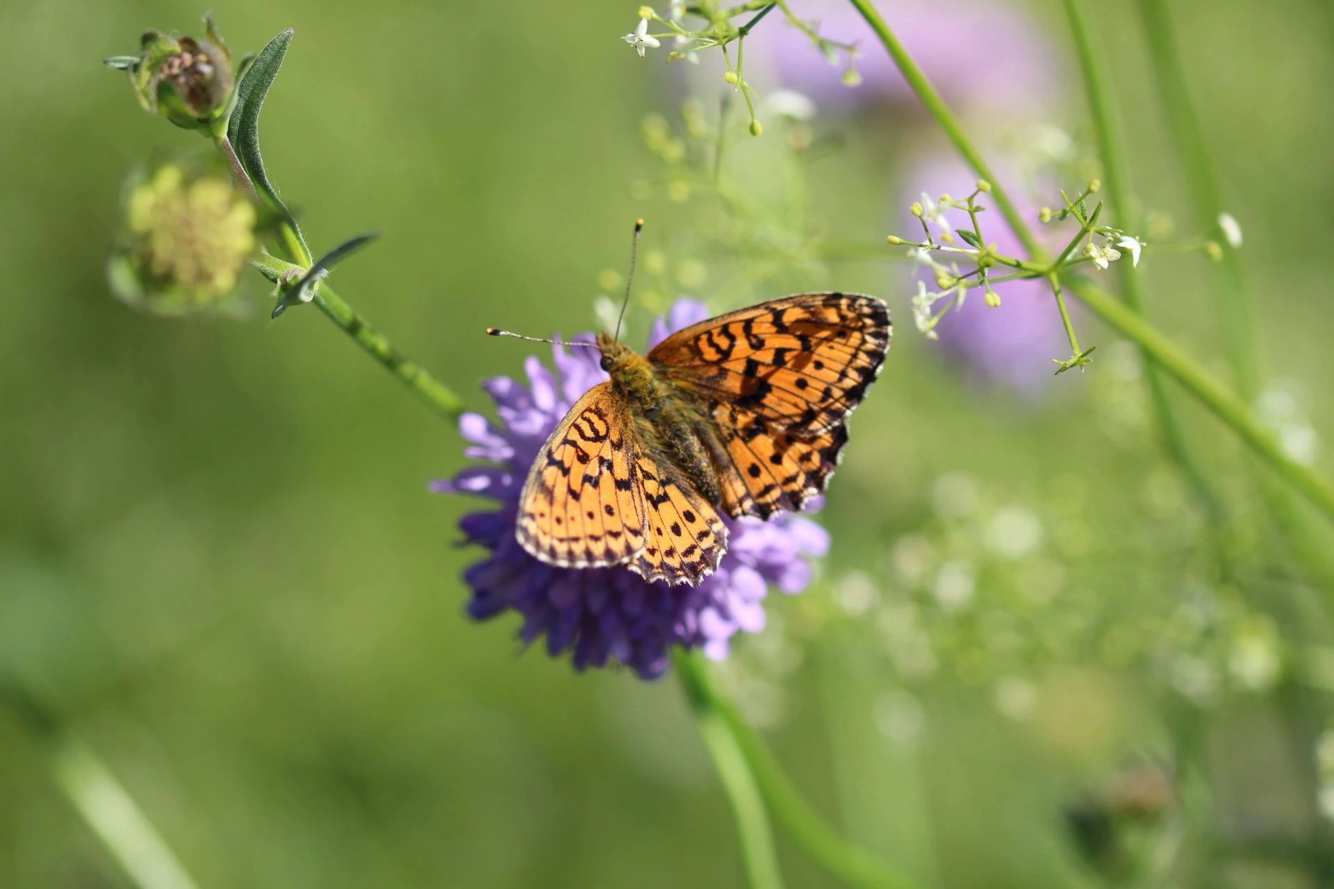 Projects | Wild Horizons