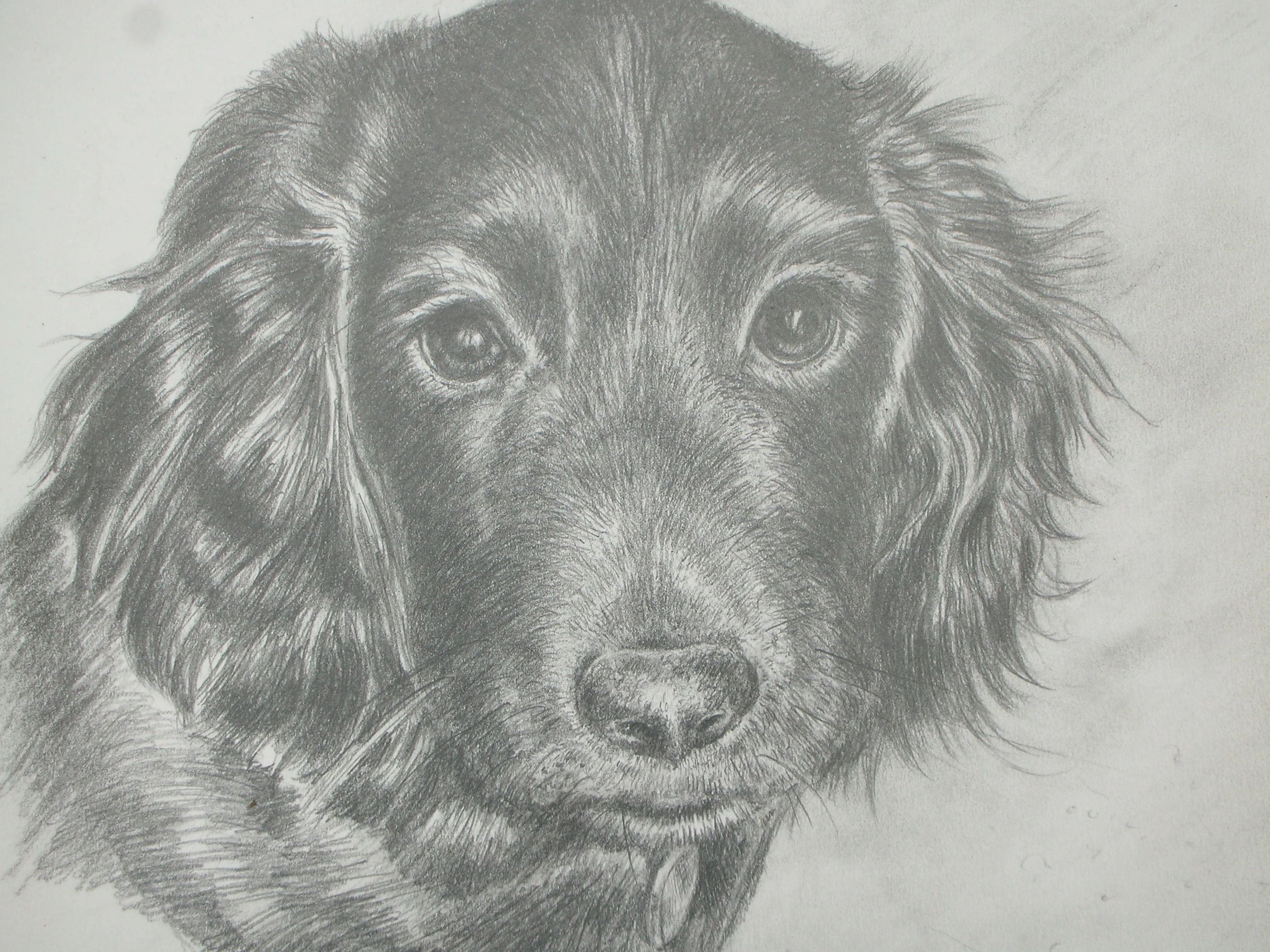 Azimuth Art - Pet Portraits, Portraits, Illustration,