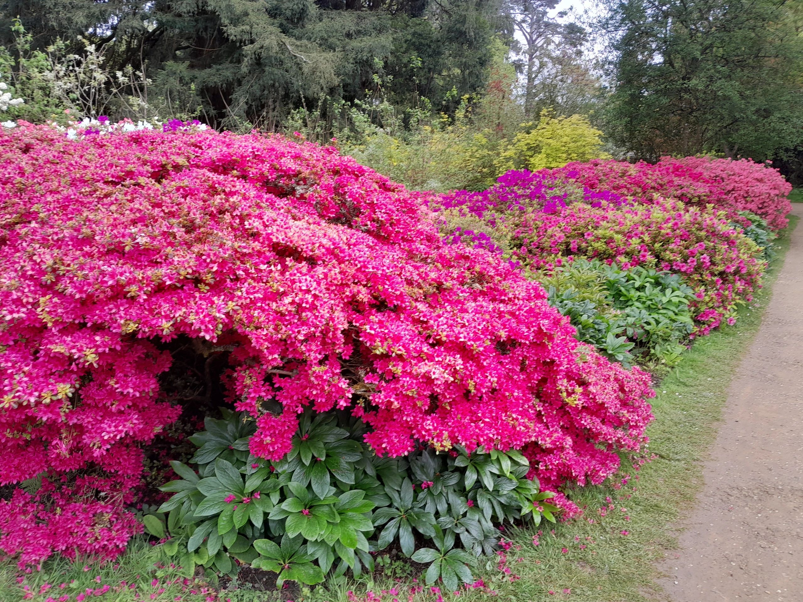 Banstead Horticultural Society - Gardening, Flowers, Vegetables
