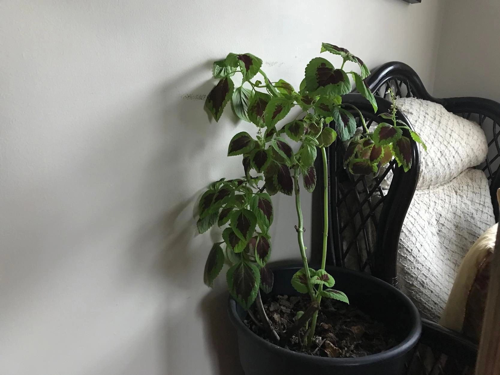 Extraordinary Machine Therapy