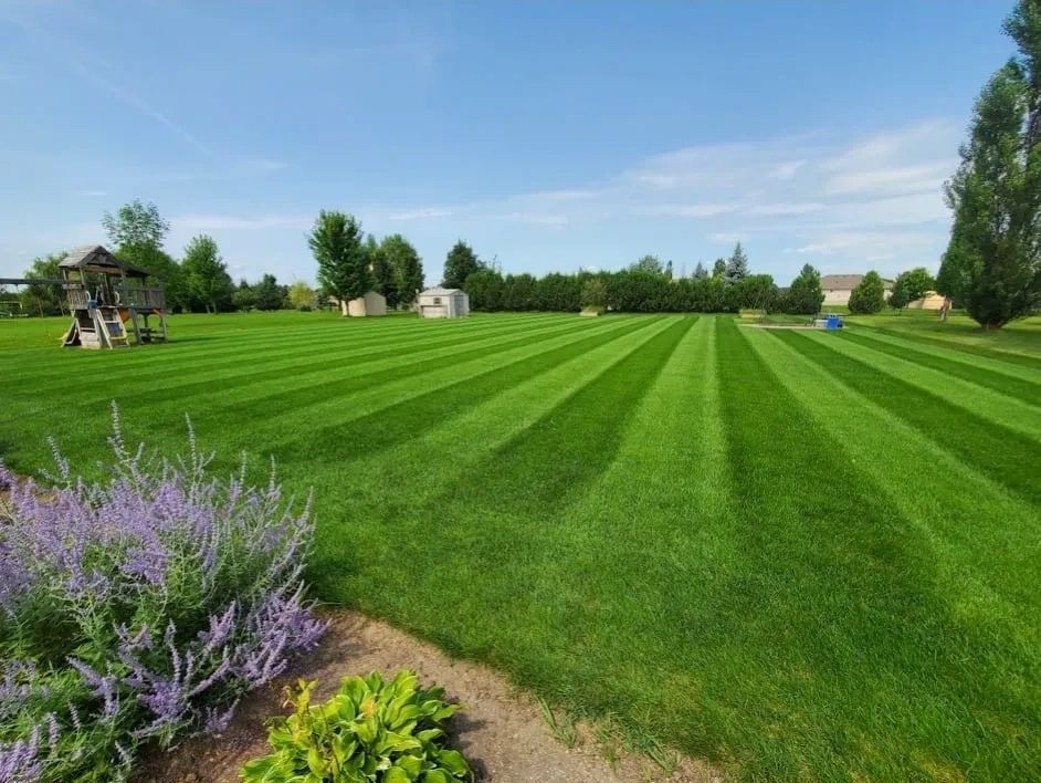 Professional Lawn Care Service Near Me