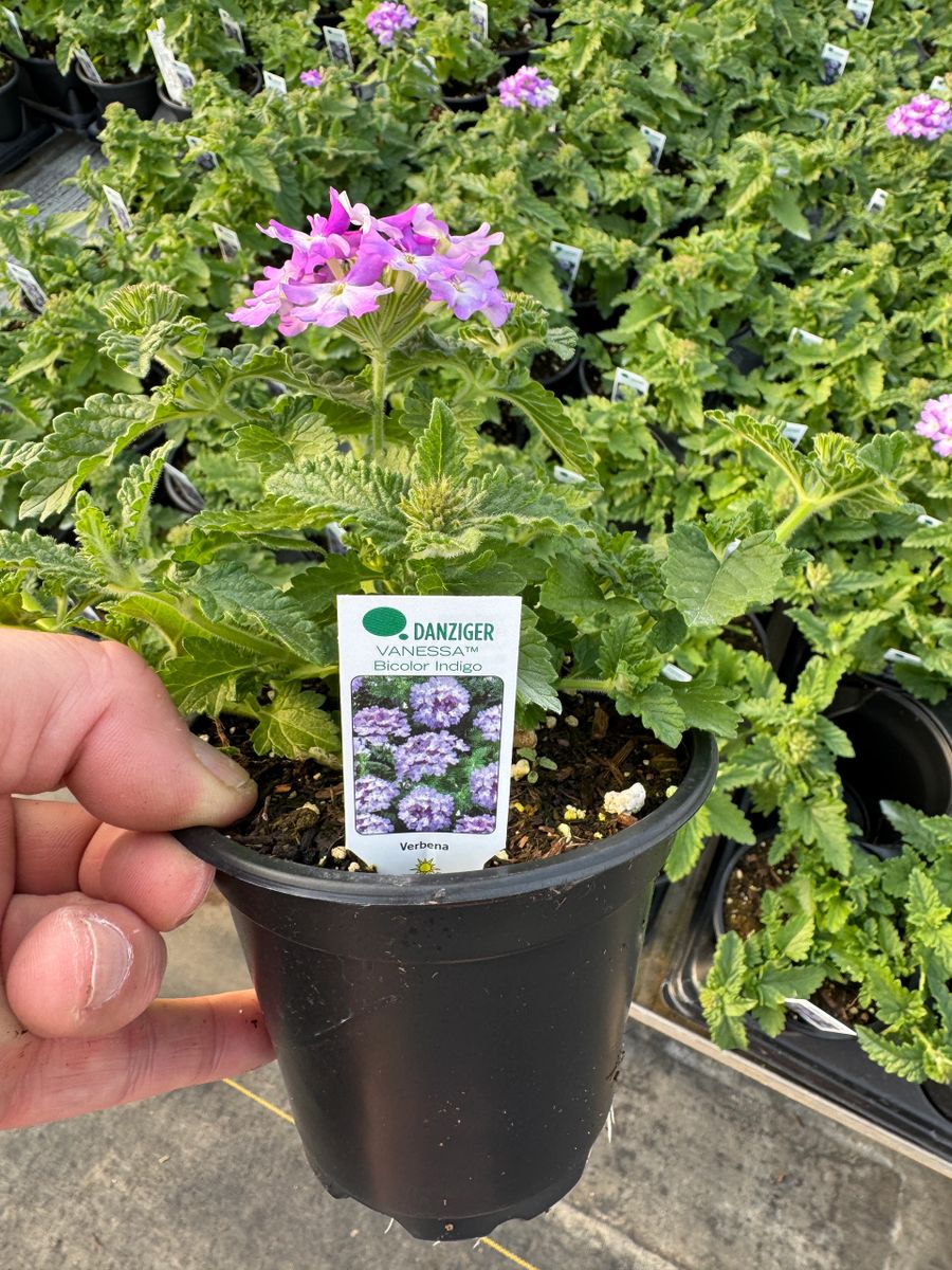 Verbena Vanessa Bicolor Indigo-10cm-$1.99