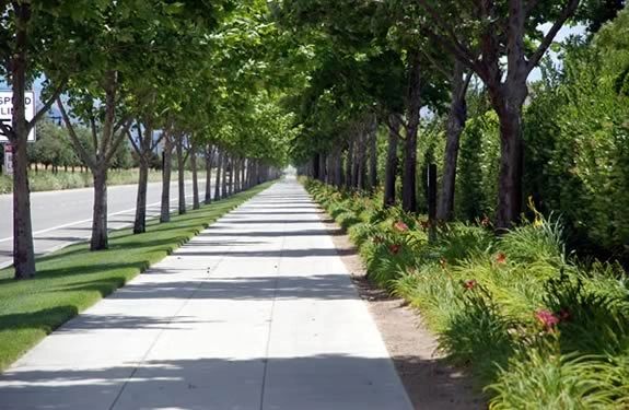 Tree Pruning, Tree Trimming - Verdant Tree Care - St. Louis, Missouri