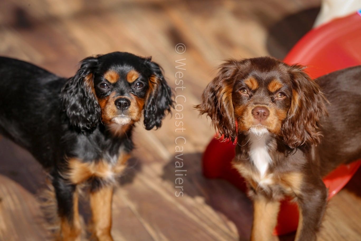 Myths vs. Facts: Rare Cavalier Colors Demystified