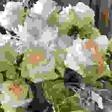 Flower Child Urban Flower Farmer Florist in Houston Texas and home to ...