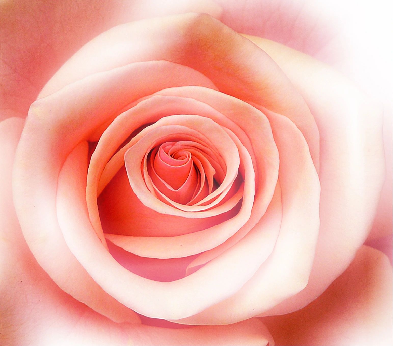 Los Angeles Rose Society