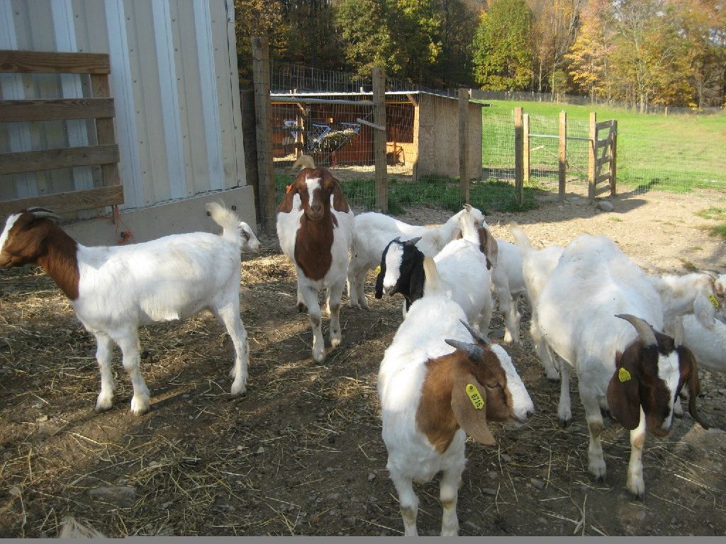 Our Breeding herd is currently made up of ABGA Registered Fullblood ...