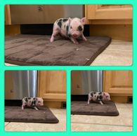 AVAILABLE PIGGIES | NY Teacup Piggies