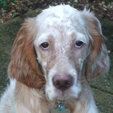 English Setter Rescue Association | English Setter Rescue Association