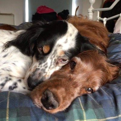 Adoption and rehoming | English Setter Rescue Association