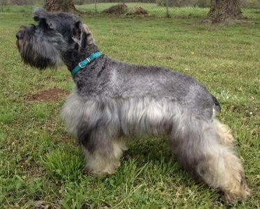 Adult Schnauzers | Cross Bar H Ranch