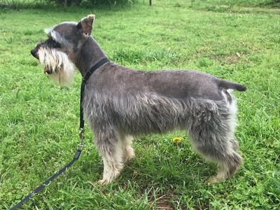 Adult Schnauzers | Cross Bar H Ranch