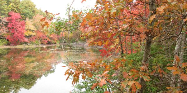 Lake Mishnock Preservation Association