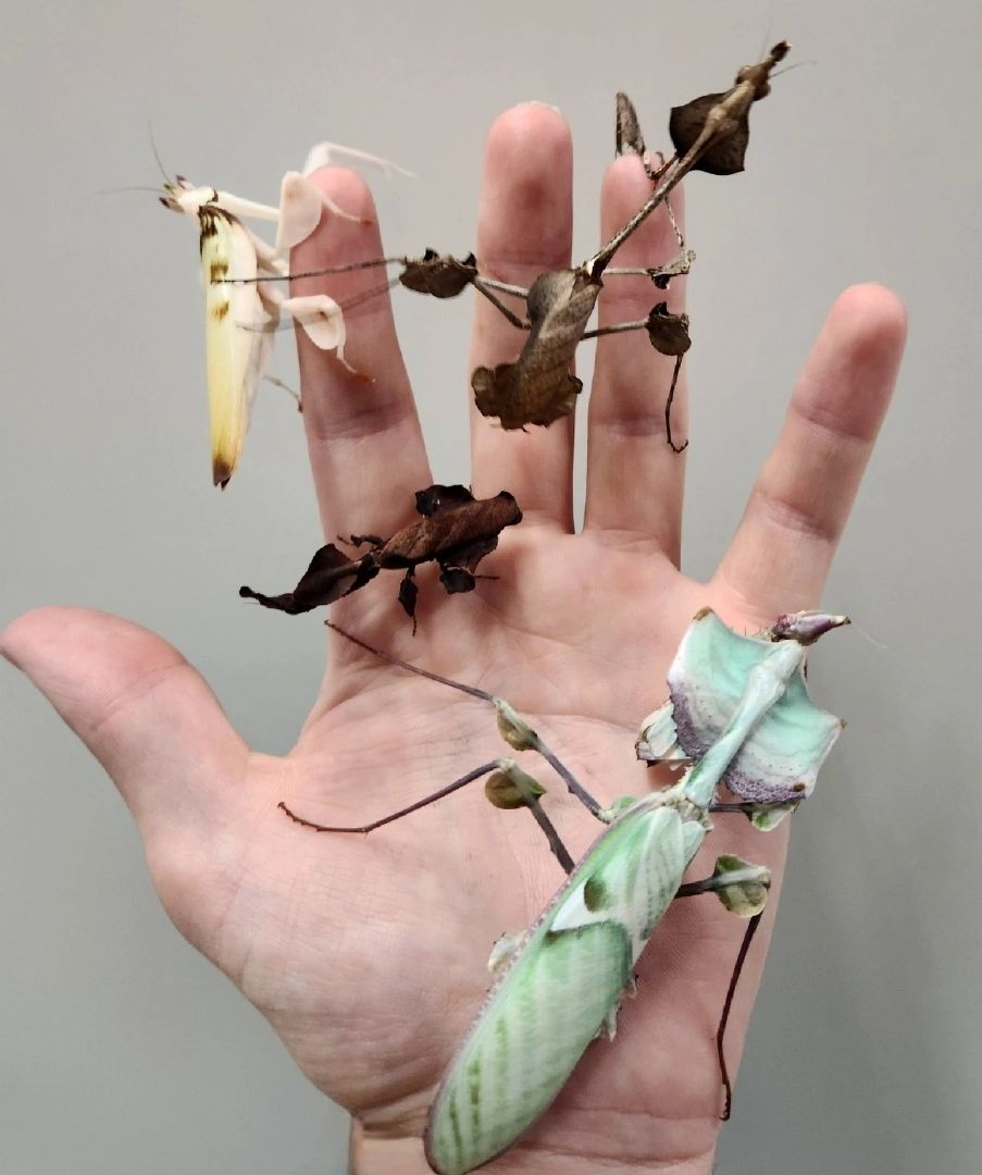 Engaging Talks for School Children | Bug Handling