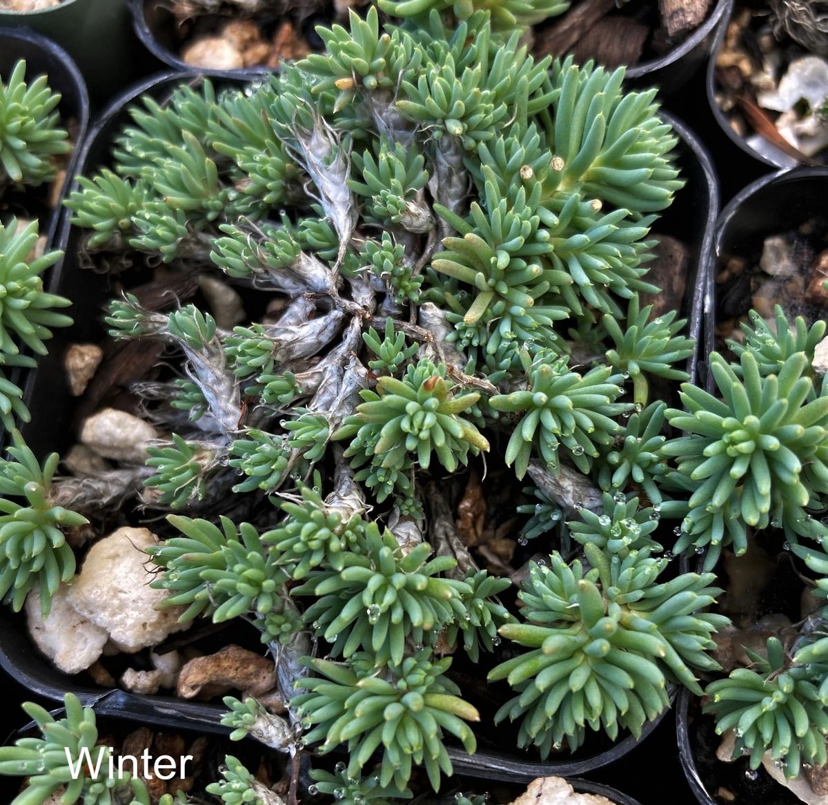 Sedum amplexicaule ibericum (Petrosedum)
