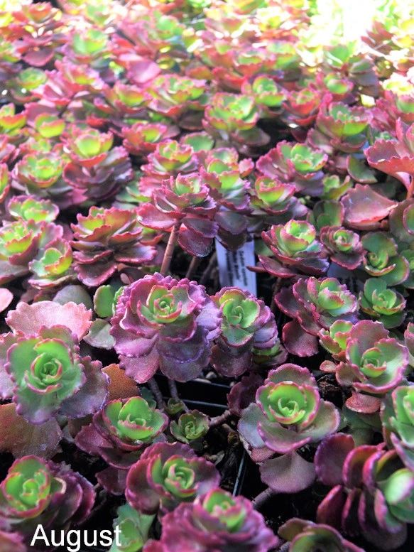 Sedum spurium 'Ruby Mantle'