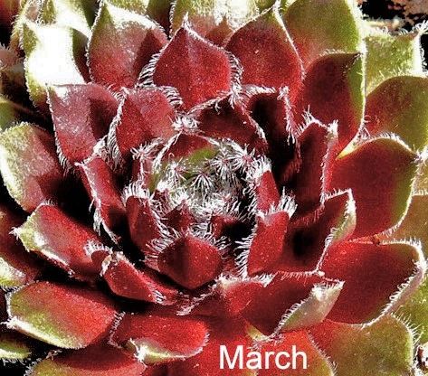 Sempervivum 'Pacific Sparkler'