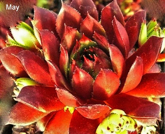 Sempervivum 'Flammenschwert' (Flaming Sword)