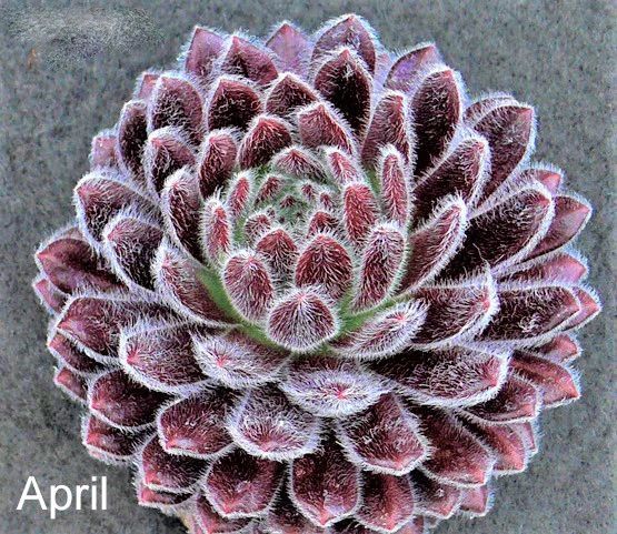 Sempervivum 'Pacific Plum Fuzzy'