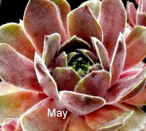 Sempervivum 'Smokey Jet'