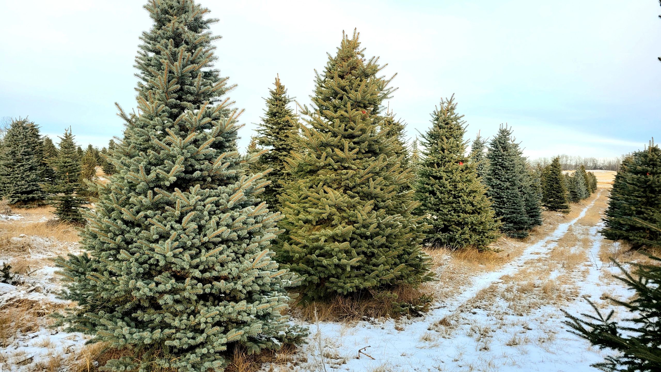 R Family Christmas Tree Farm