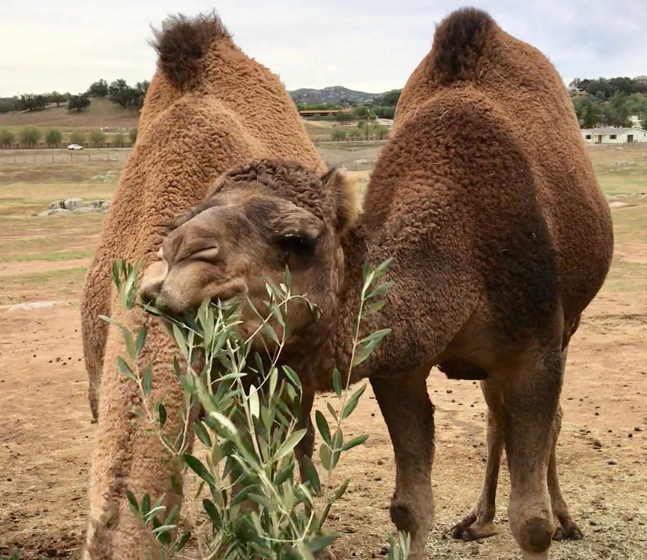 What Do Dromedary Camels Eat