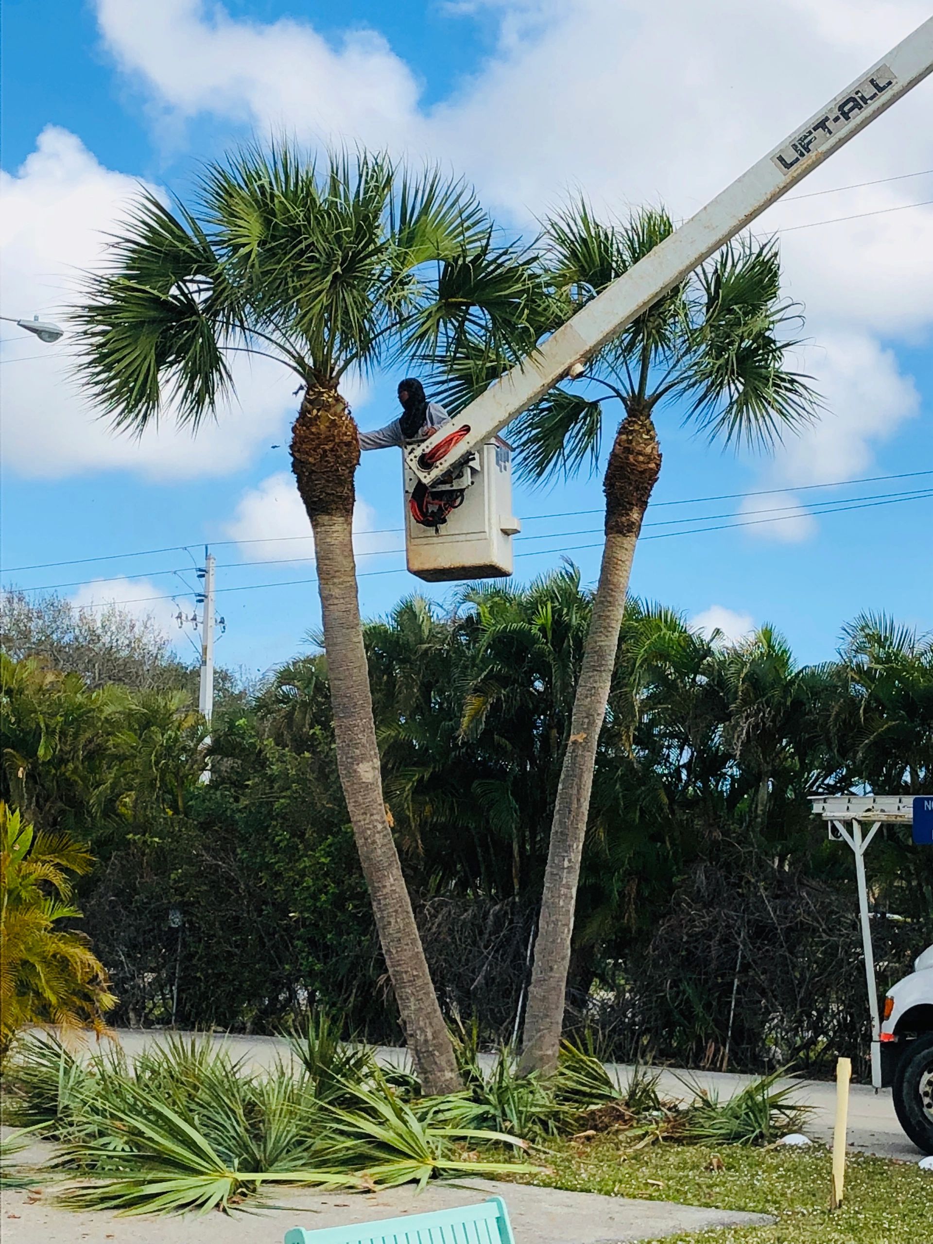 Branch Managers Tree Services - Tree Removal, Tree Trimming