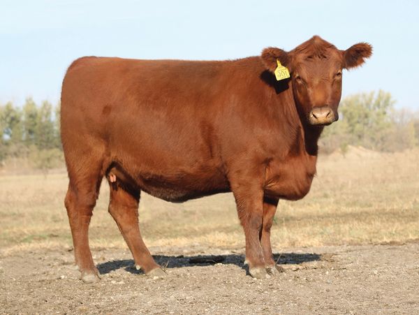 Prairie Red Angus