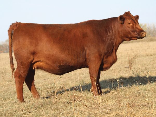 Prairie Red Angus