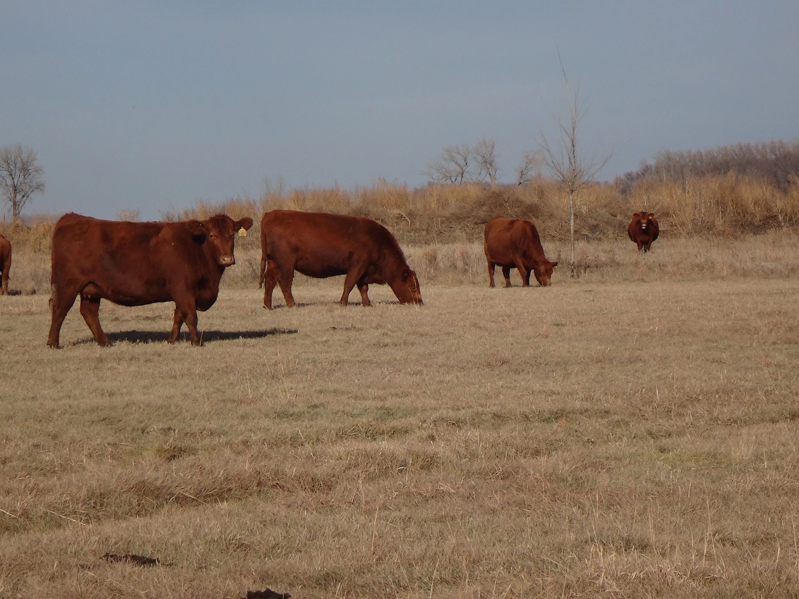 The Bulls | Prairie Red Angus