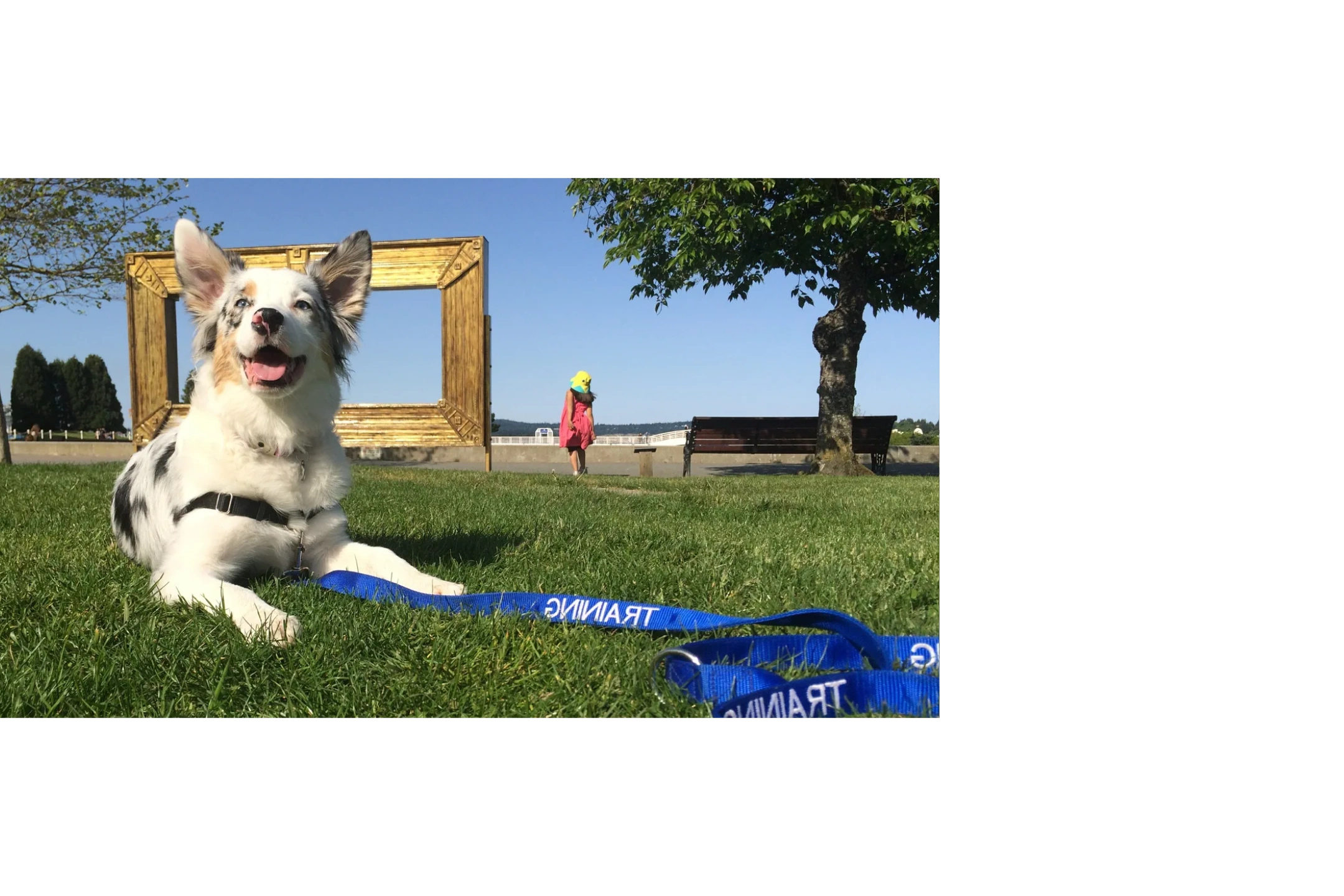 Canine Connection Dog Training: Professional Dog Trainer in Kamloops, BC