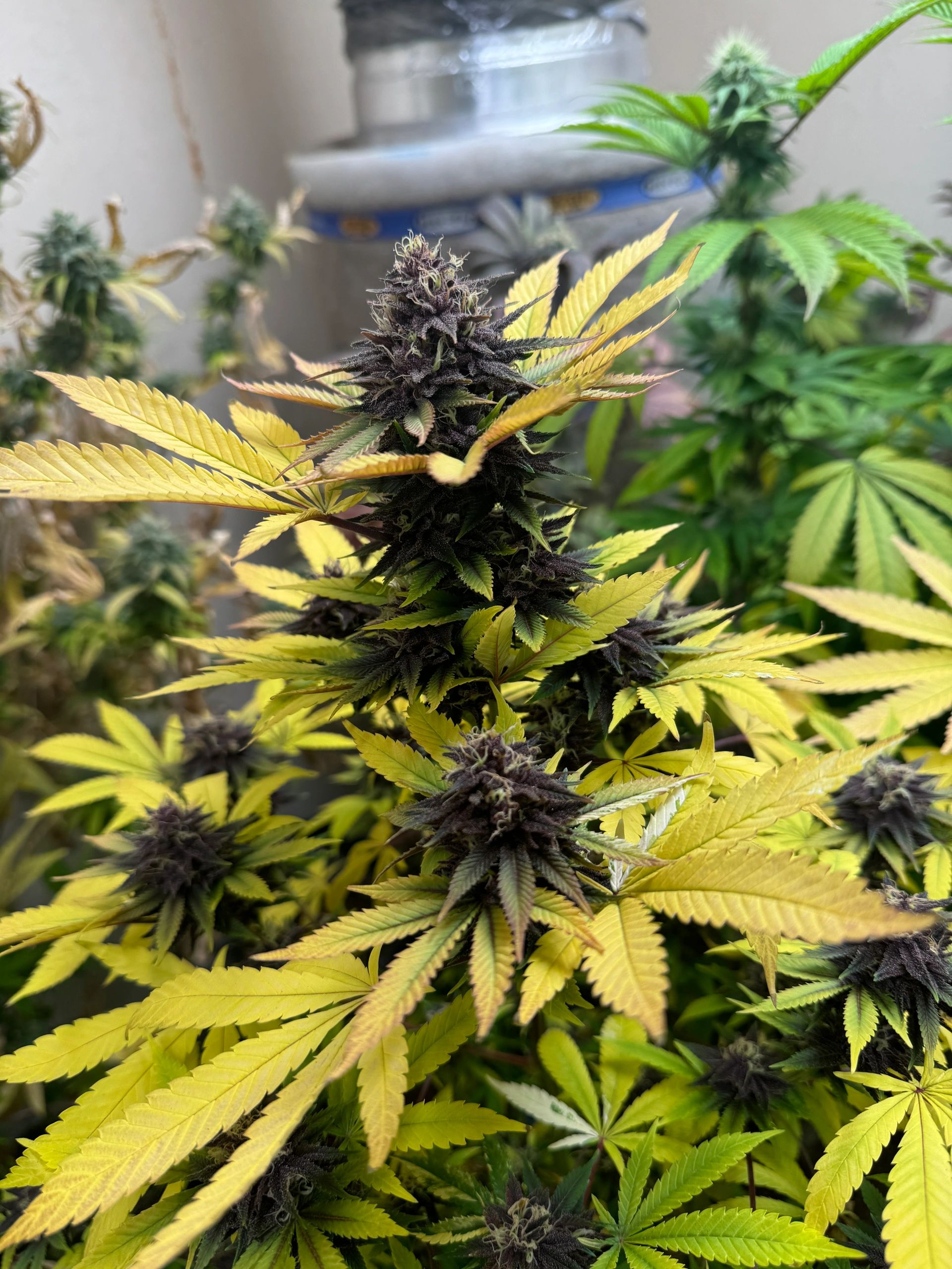 Lucas Formula - A Hydro/Soil/Coco Feeding Strategy