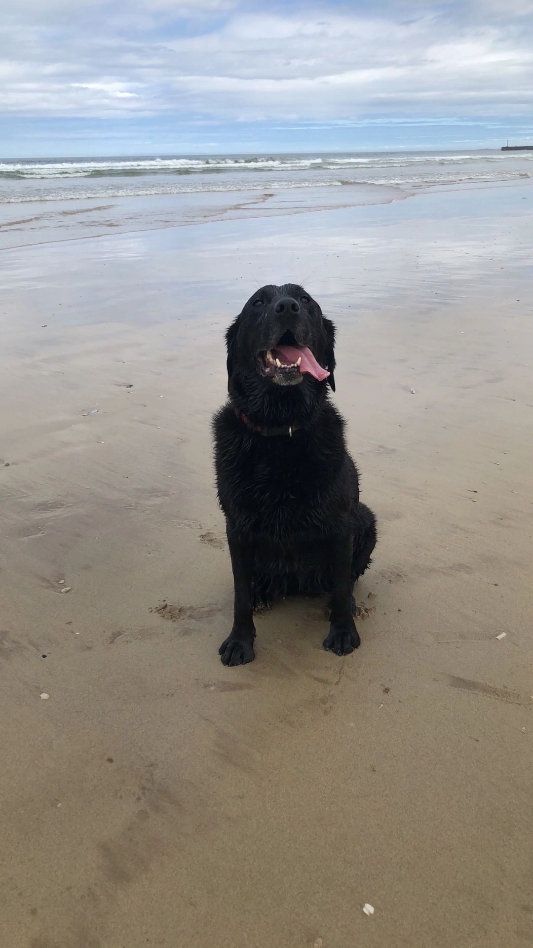 Dog Obedience Training with Empower Dog Coaching