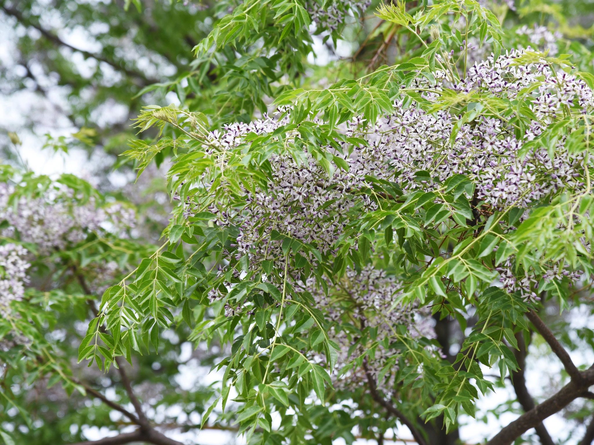 What Makes a Tree Invasive in Central Texas?