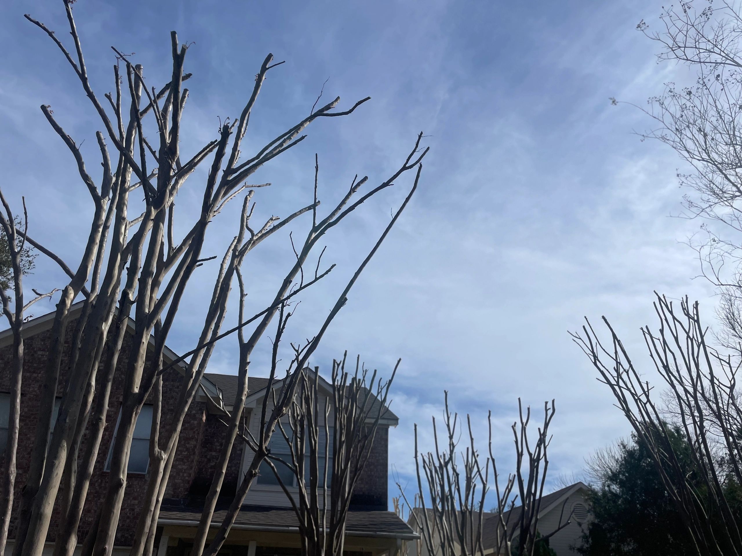 A Crape Myrtle Care Guide from the Experts